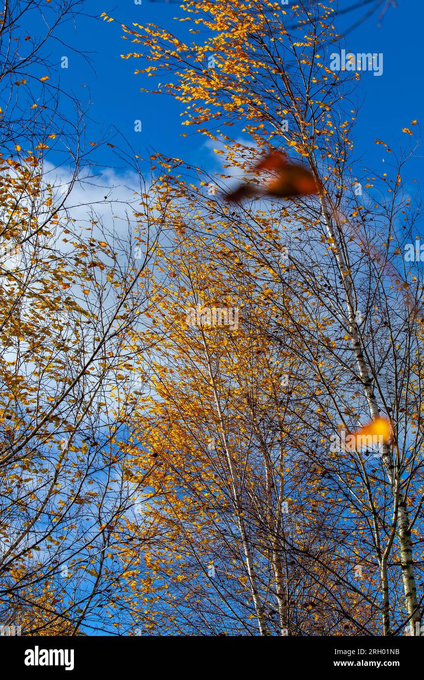 birch trees with orange foliage in the autumn season, sunny weather in ...