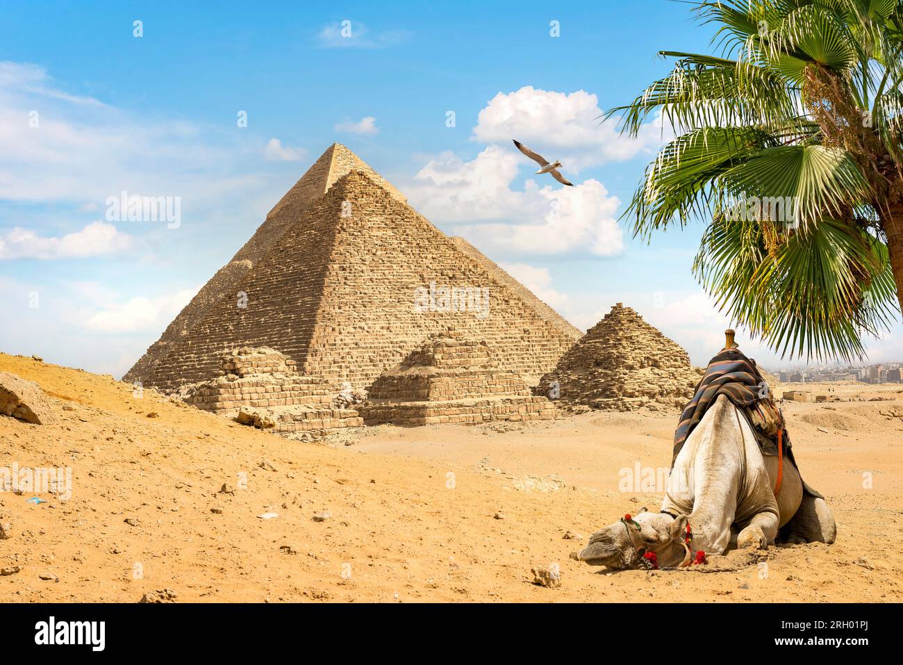 Camel sleeping hi-res stock photography and images - Alamy