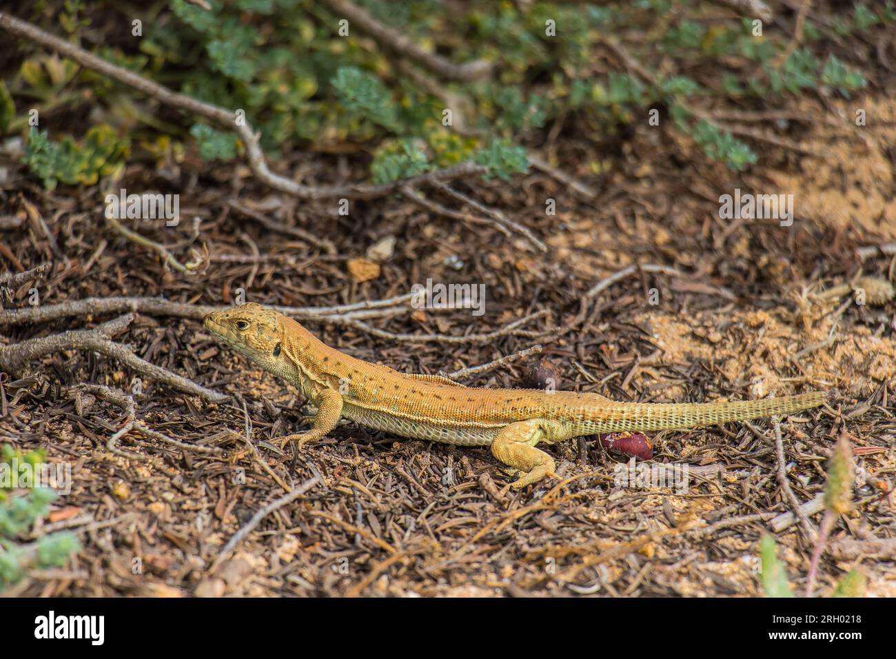 Diversity in charm and beauty hi-res stock photography and images - Alamy