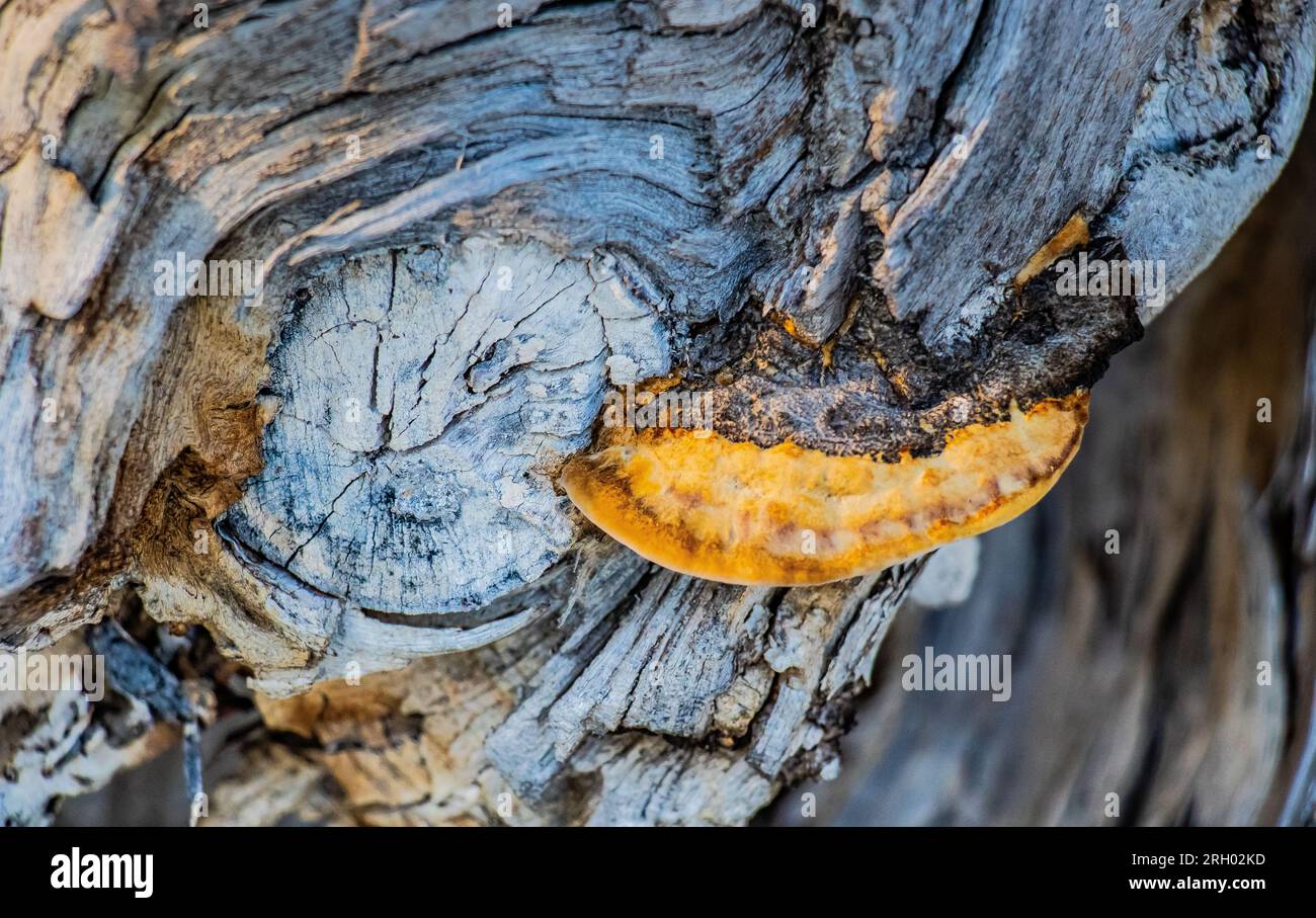 Woodland habitat harmony hi-res stock photography and images - Alamy