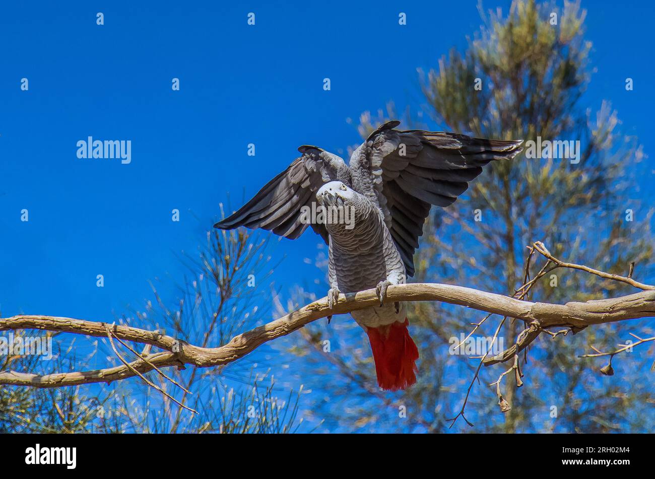 Canopy dwelling birds hi-res stock photography and images - Alamy
