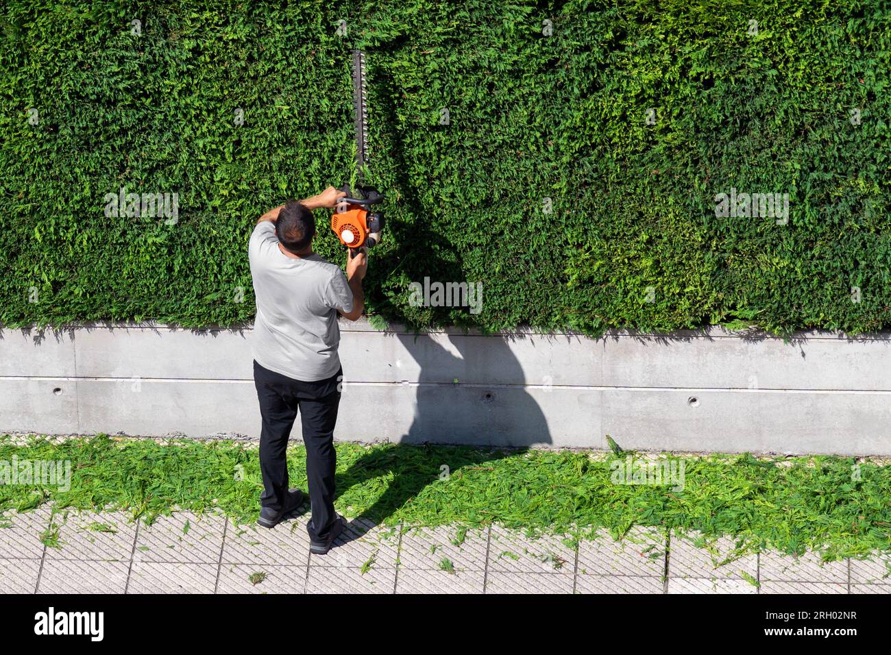 Professional garden worker in working uniform trimming hedge with ...
