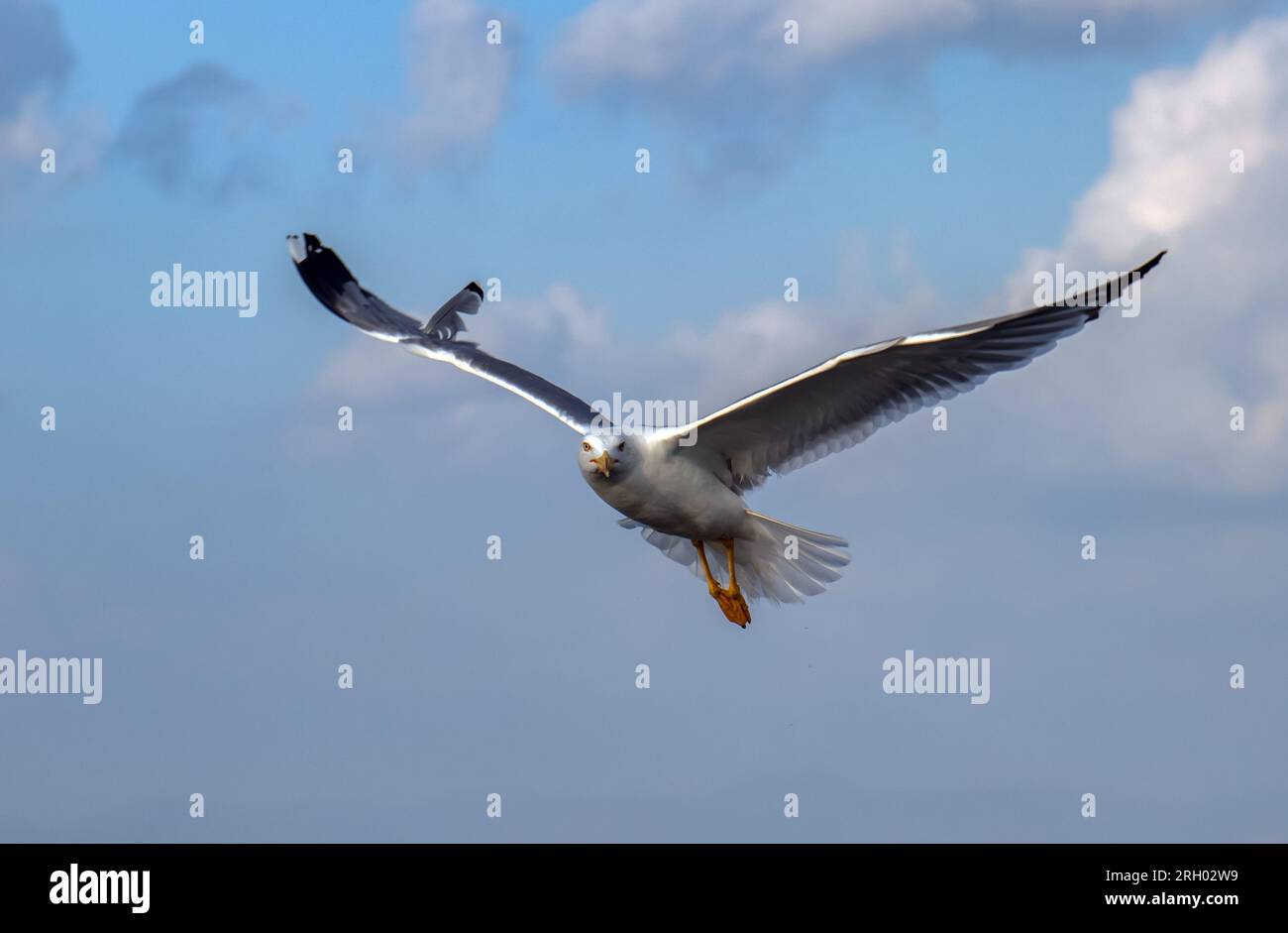 Wings of Freedom: Yellow-legged Gull Birds Soaring with Open Wings in ...