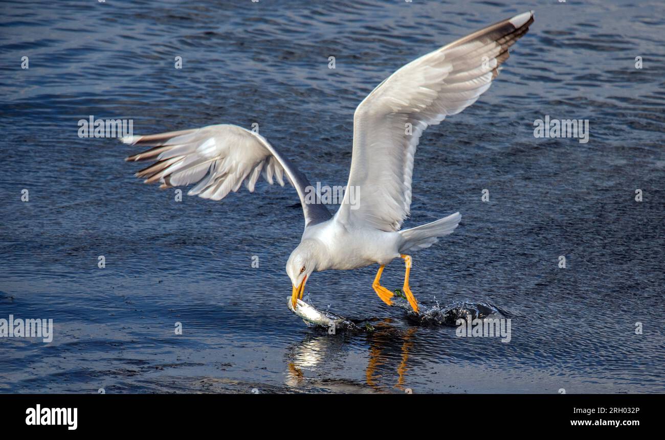 Coastal Hunters: Yellow-legged Gull Birds Catching Fish in the Sea ...