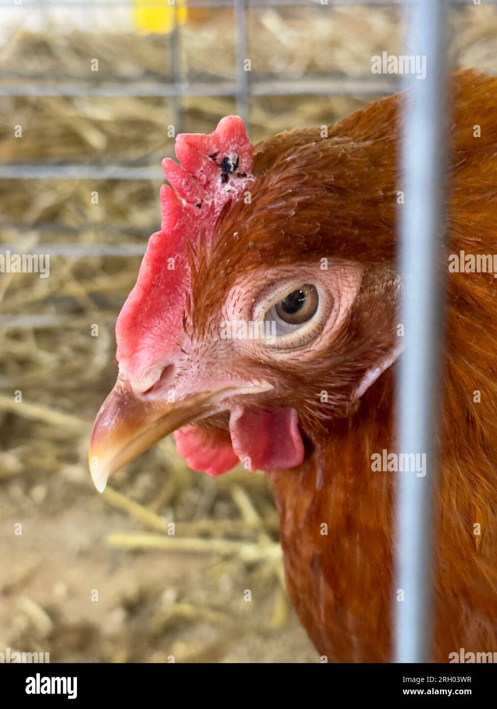 Hen portrait at the farm Stock Photo - Alamy