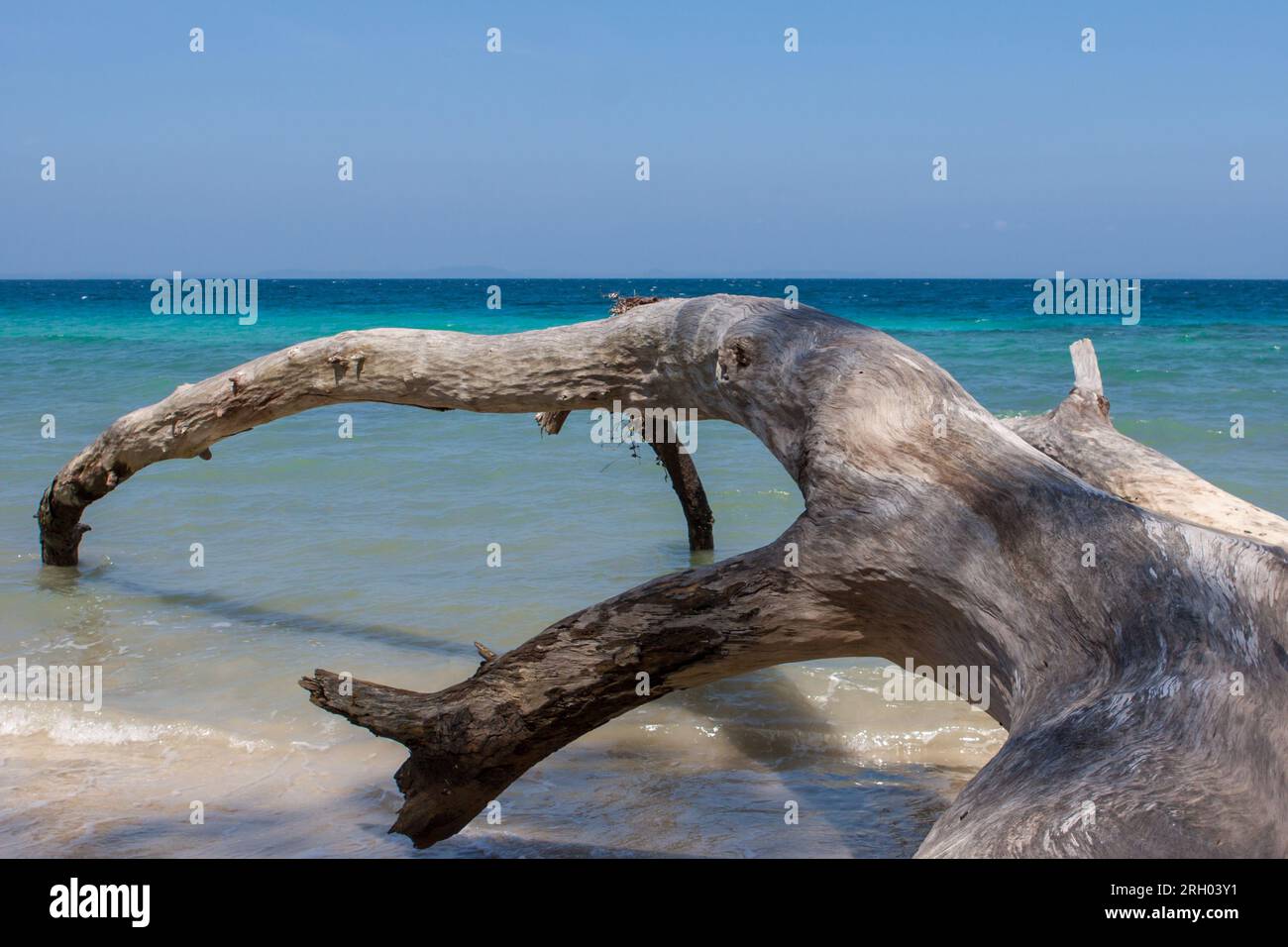 Fallen tree on Havelock Island beach, Andamans, India. Seascape with ...