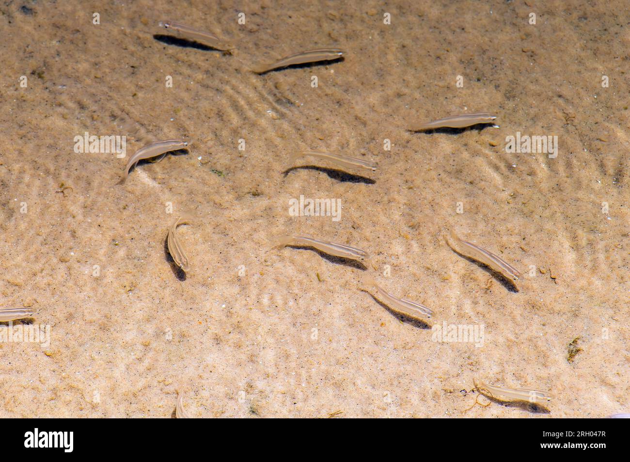 Striped Killifish Gliding Through Water Stock Photo - Alamy