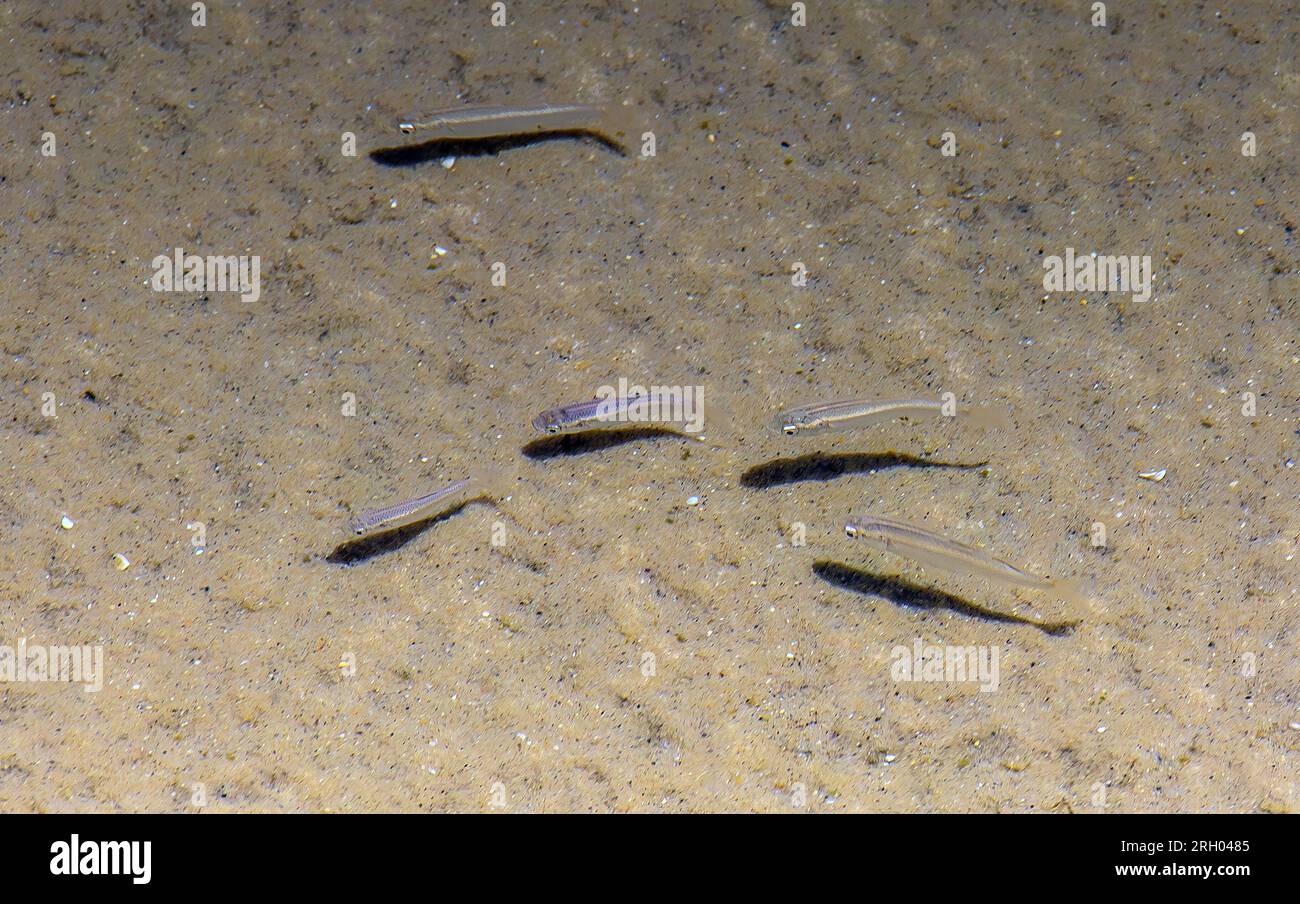 Striped Killifish Gliding Through Water Stock Photo - Alamy