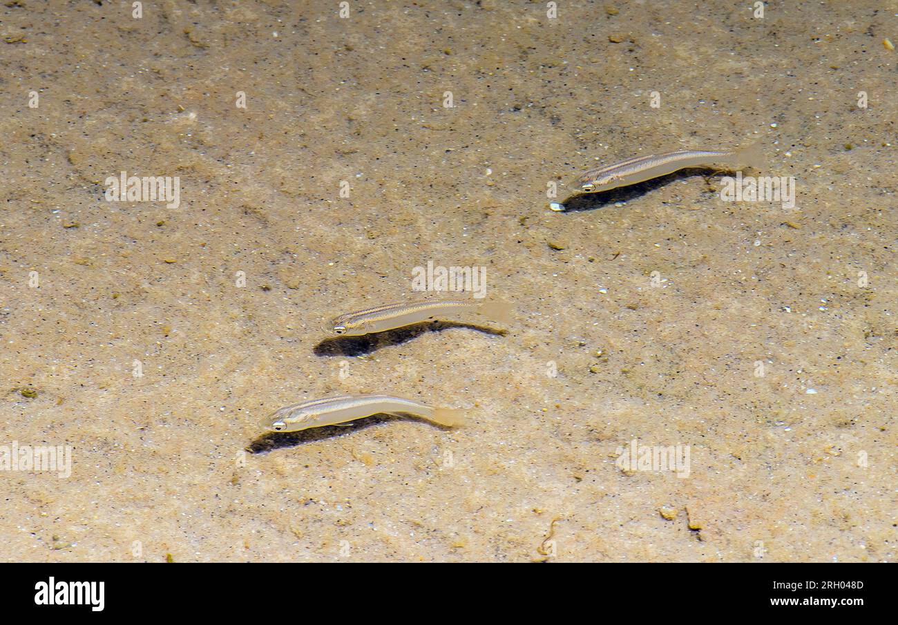 Striped Killifish Gliding Through Water Stock Photo - Alamy