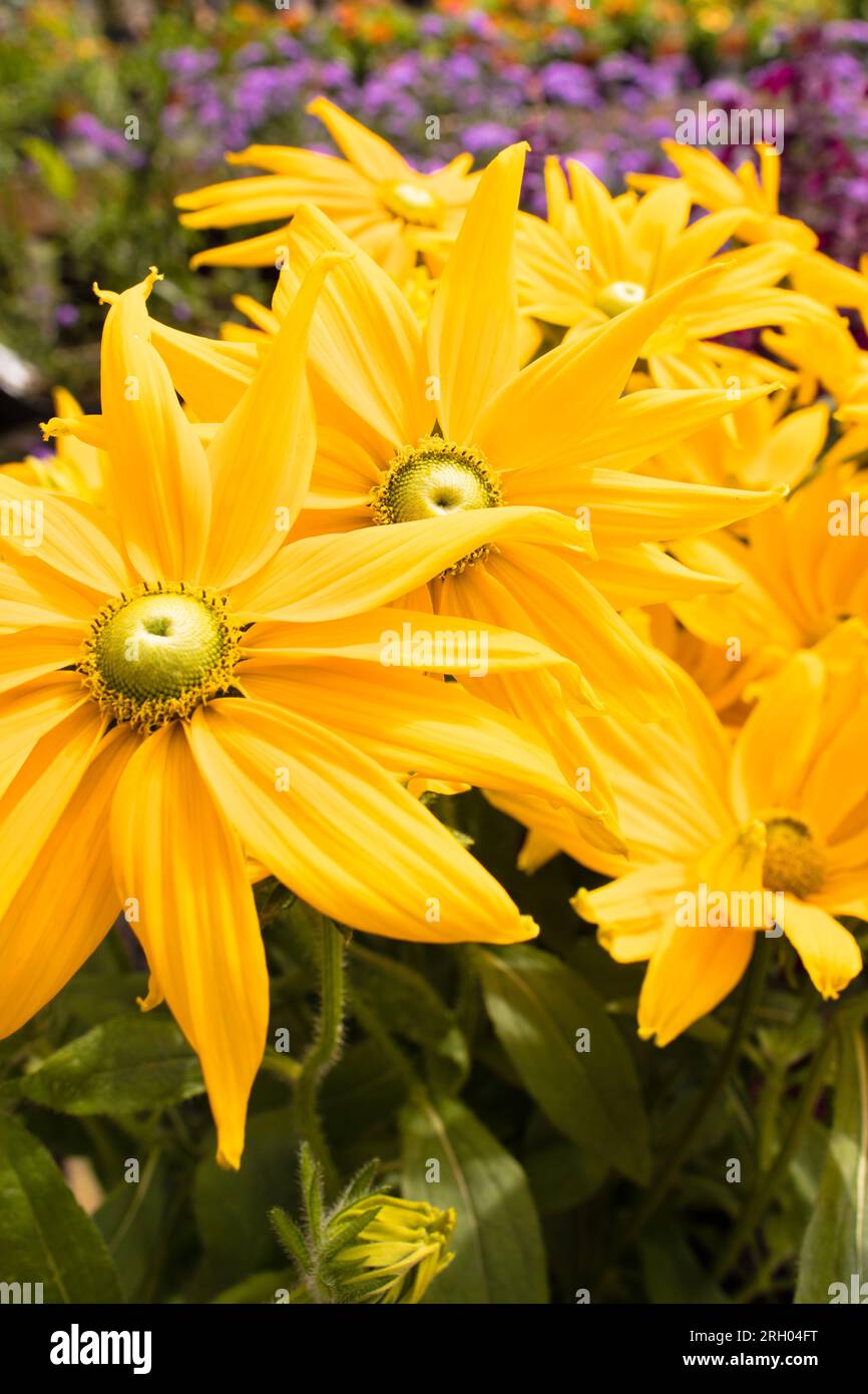 Big flower display hi-res stock photography and images - Alamy