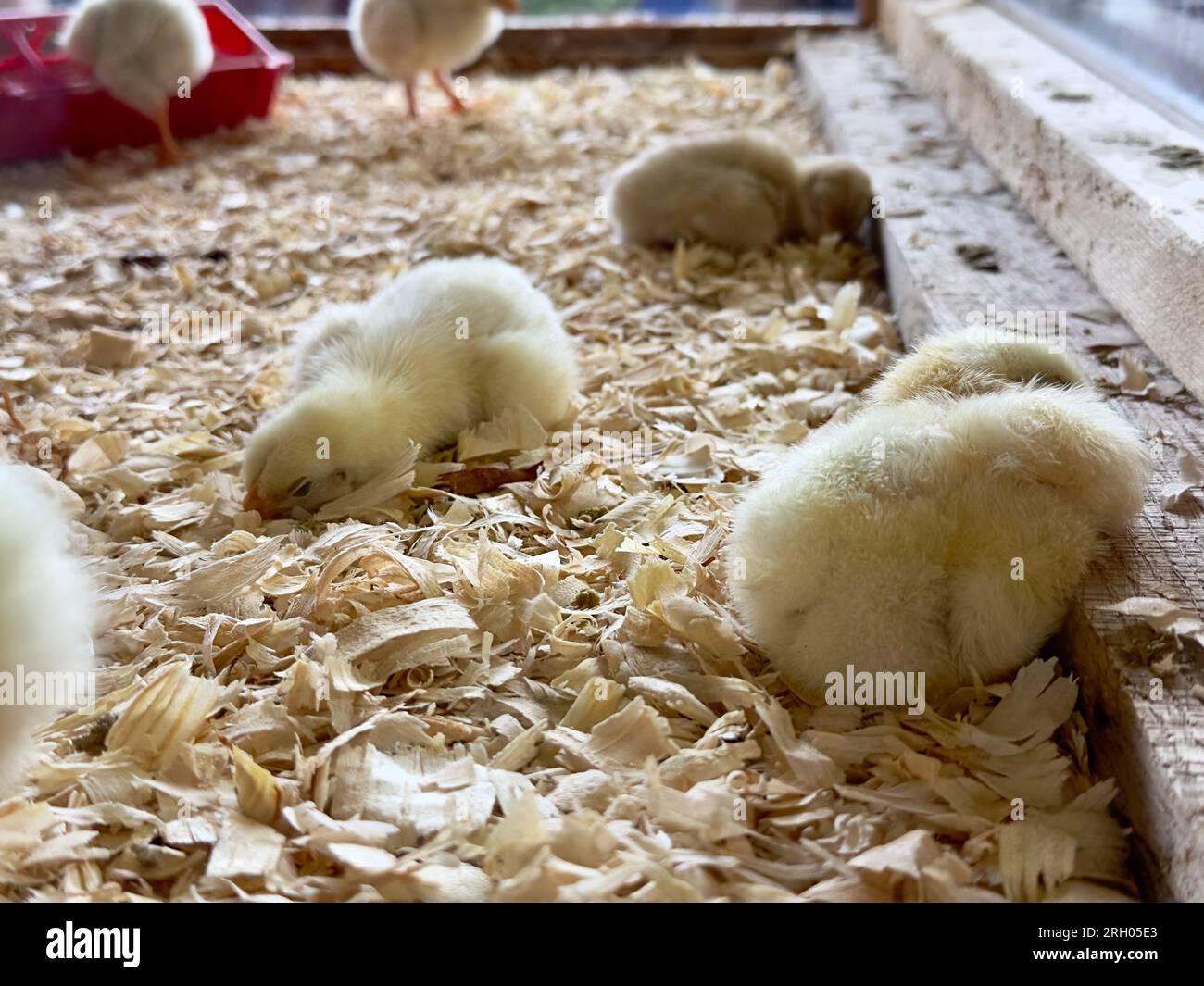 Chicks in poultry barn Stock Photo - Alamy