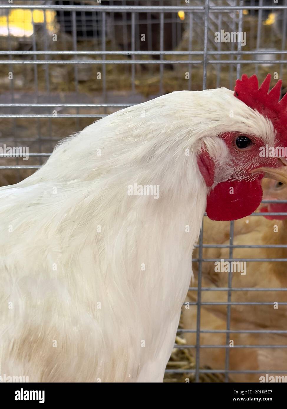 industrial farm - hen portrait Stock Photo - Alamy