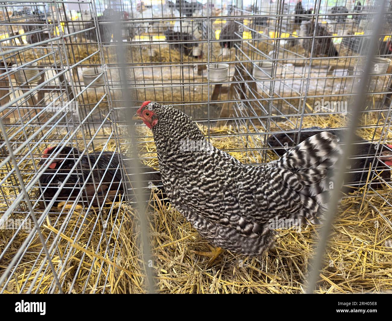 farm of hens that lay eggs Stock Photo - Alamy