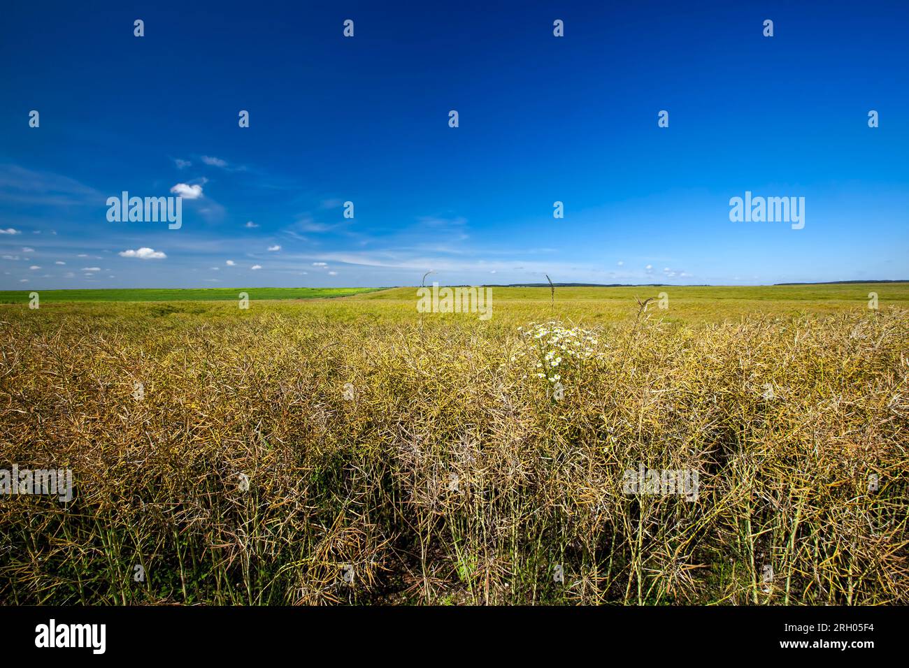 golden grain field with wheat, green yellow wheat cereals before ...