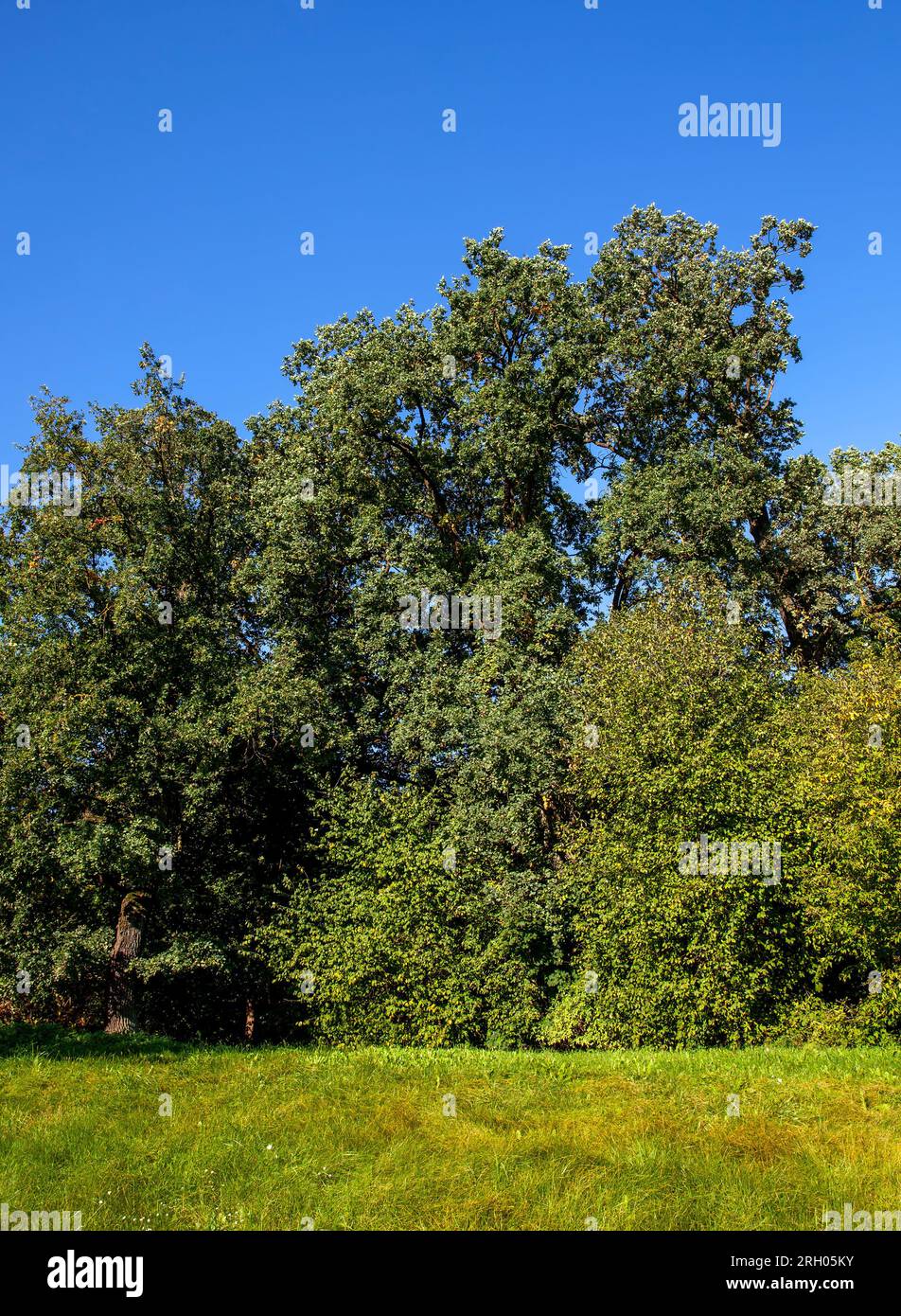 mixed forest with different types of deciduous trees, beautiful forest ...