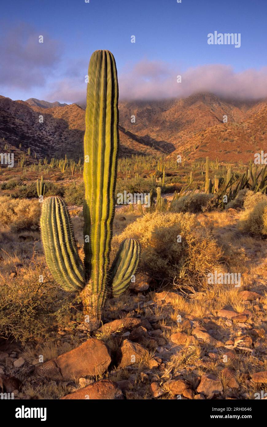 Organ pipe cactus, Baja, California, Mexico Stock Photo - Alamy