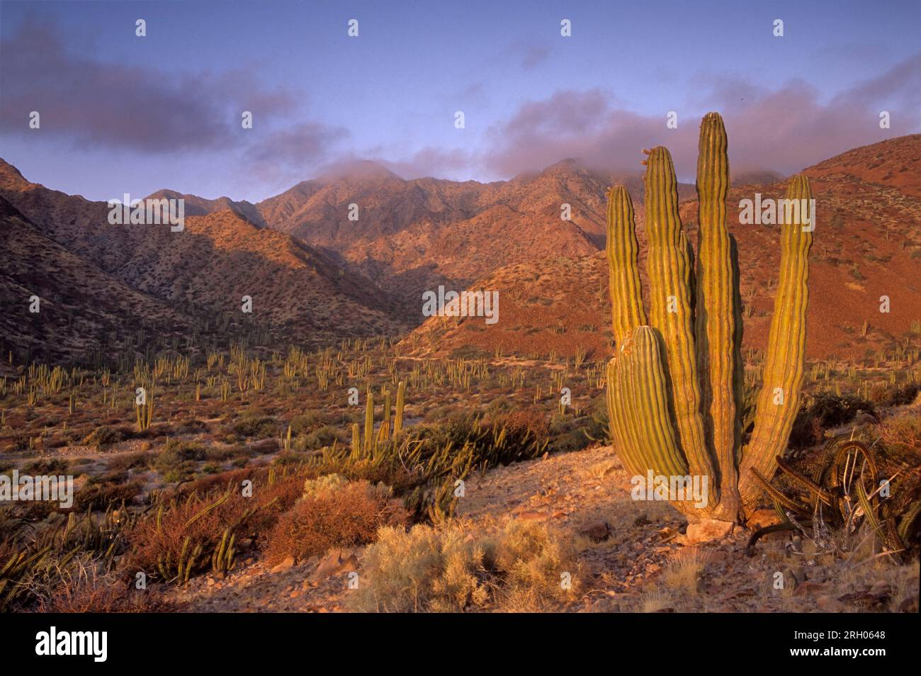 Organ pipe cactus, Baja, California, Mexico Stock Photo - Alamy
