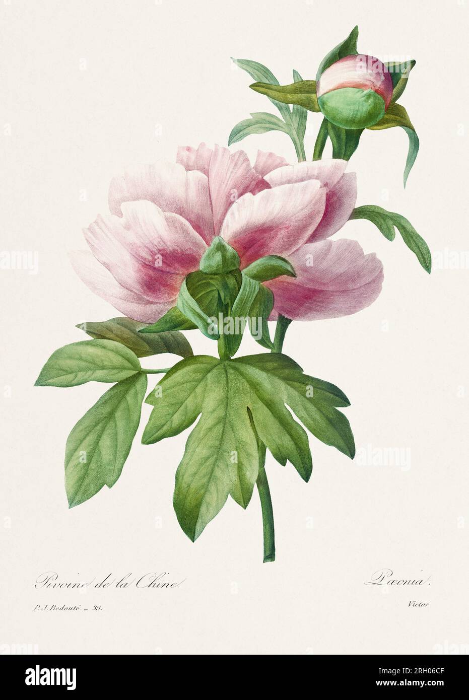 Vintage flower illustration. 19th Century French Floral Plate by Pierre ...