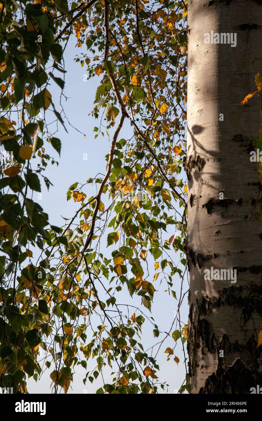trees with orange foliage in the autumn season, sunny weather in the ...