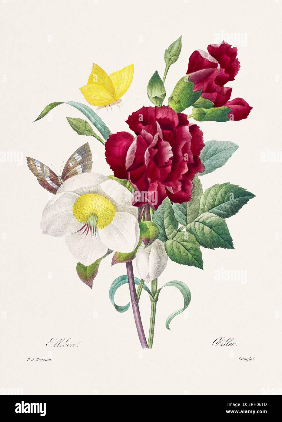 Vintage flower illustration. 19th Century French Floral Plate by Pierre ...