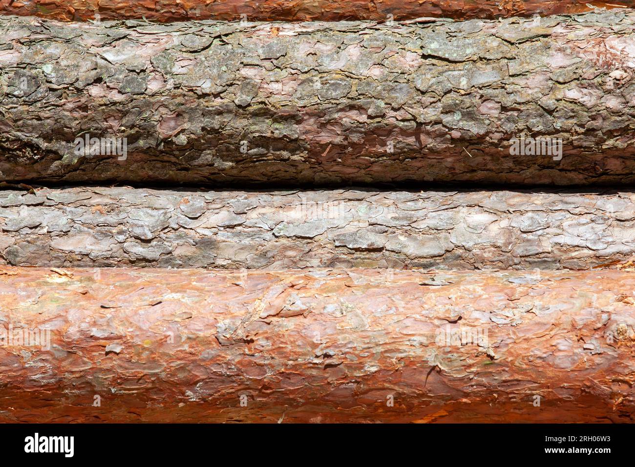 pine wood of coniferous trees during logging, logging and cutting of ...