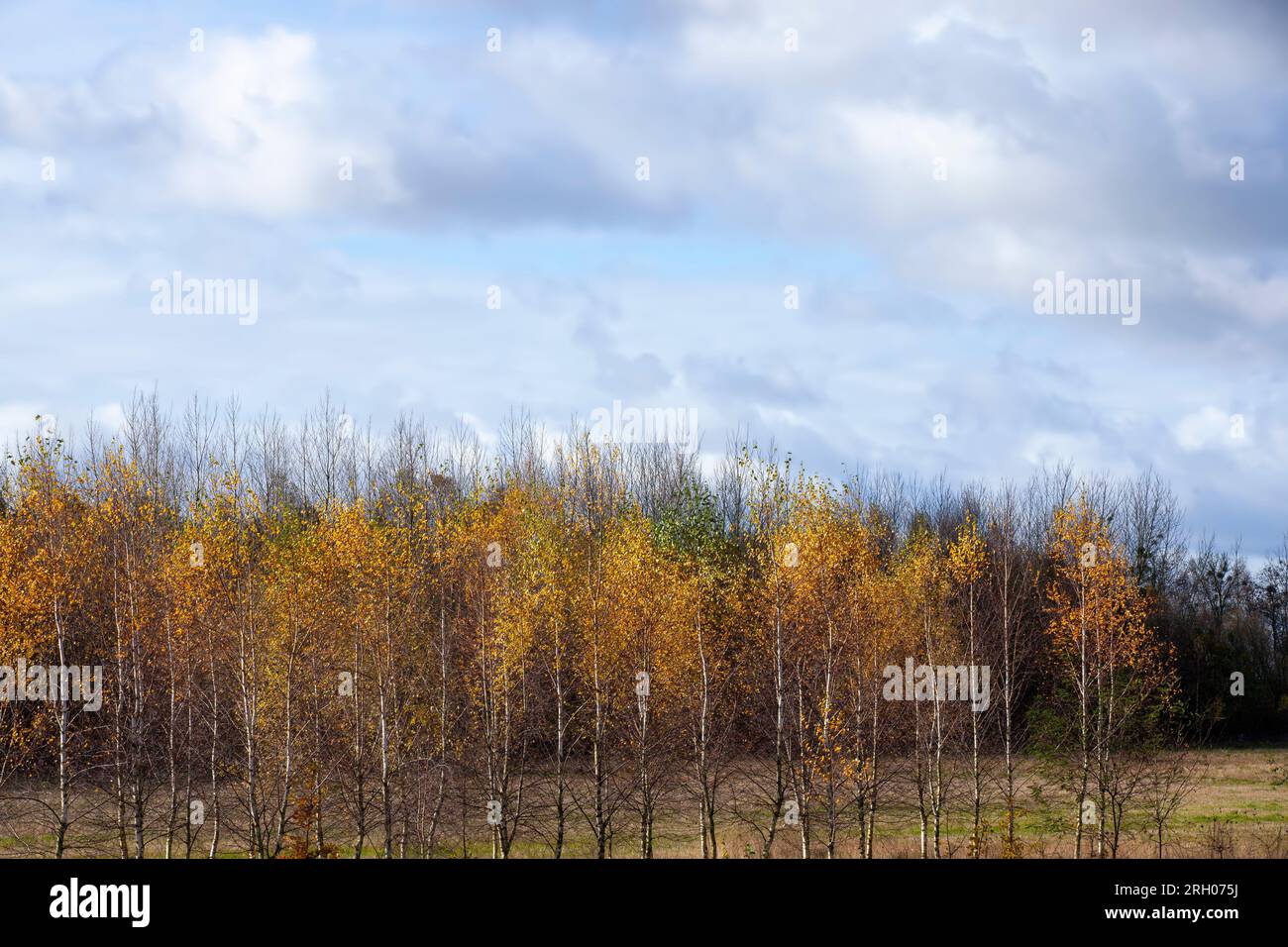 birch trees with orange foliage in the autumn season, sunny weather in ...