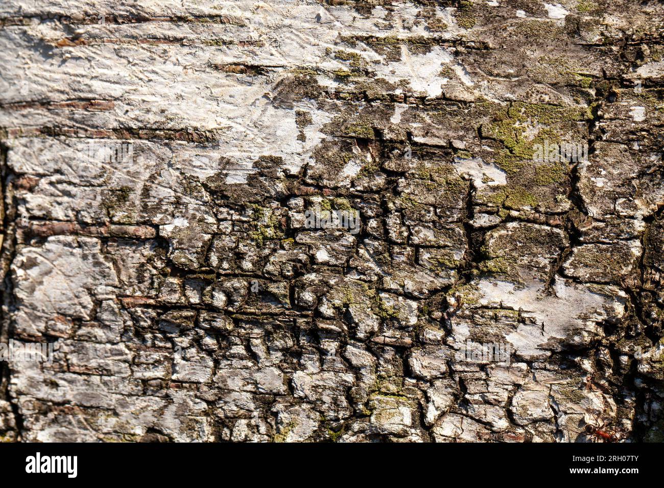close-up of tree bark, structure and features of protective tree bark ...