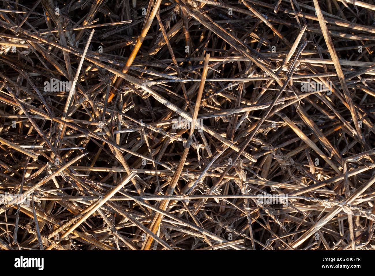 Remaining plants hi-res stock photography and images - Alamy