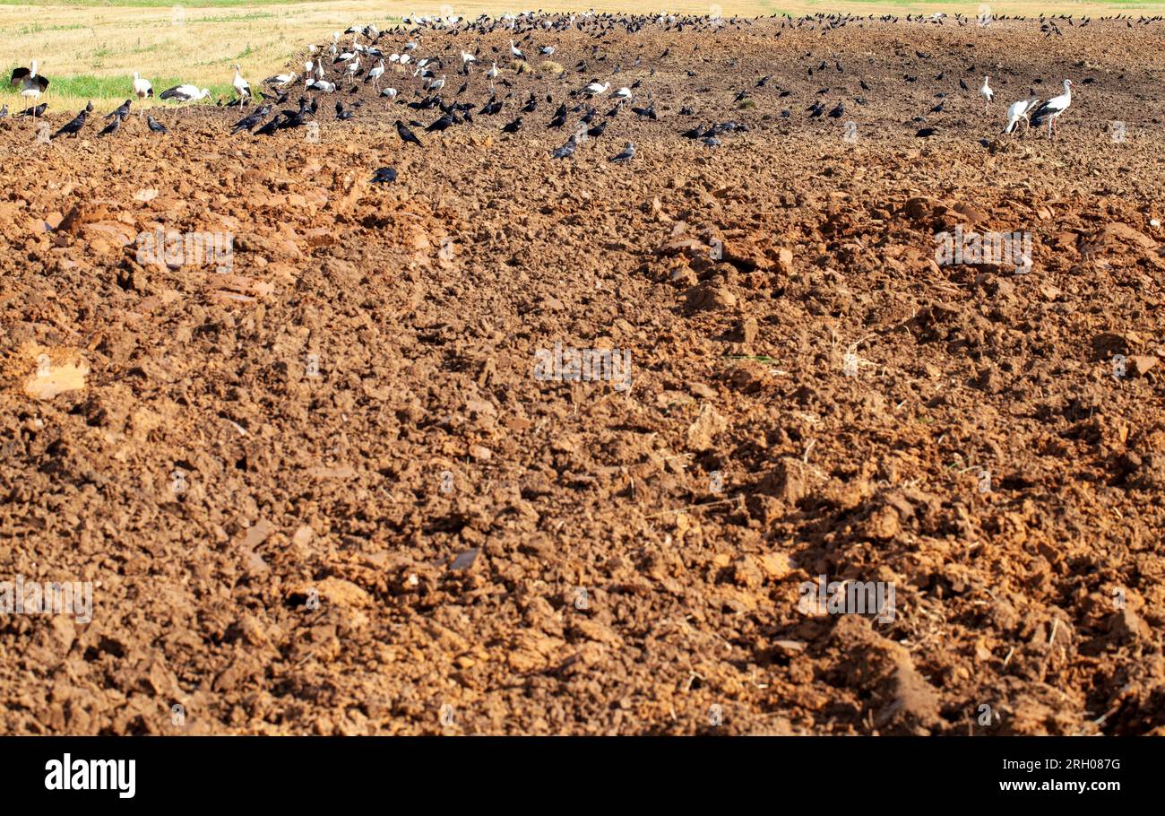 part of the territory of an agricultural field with fertile soil ...