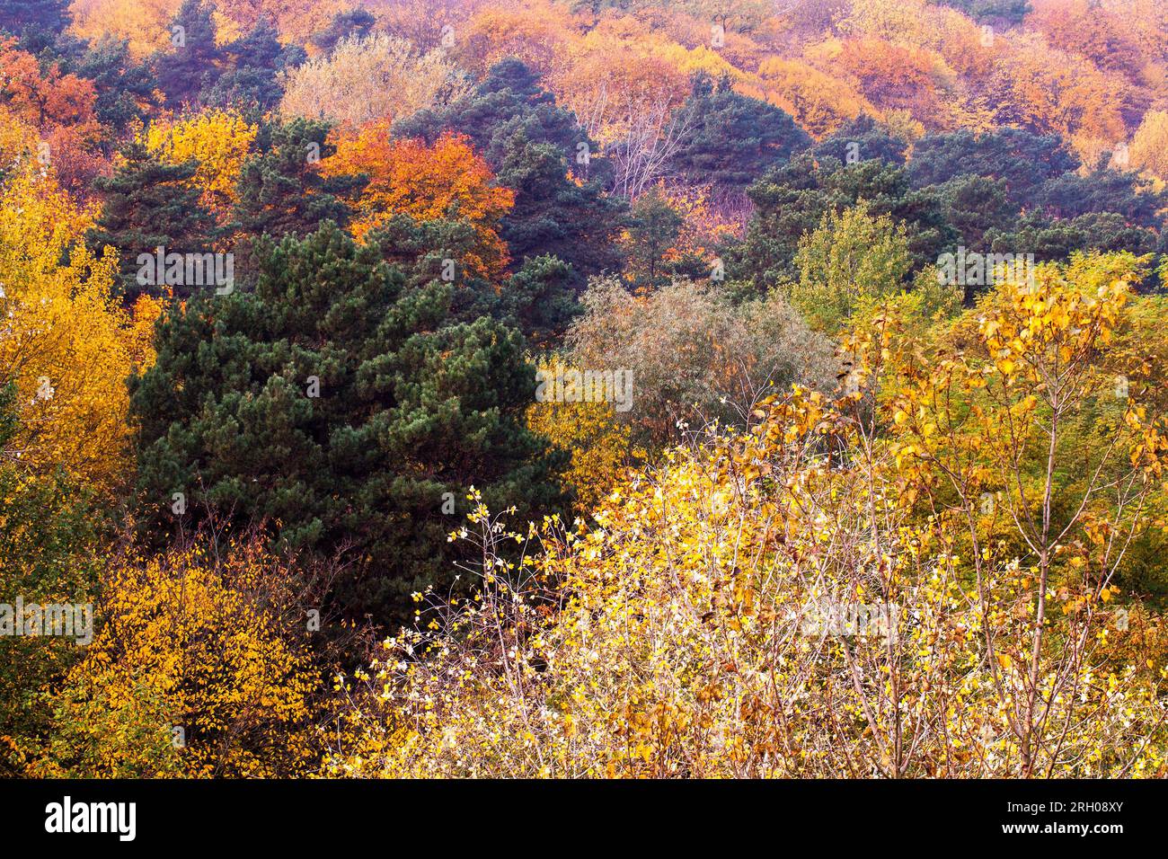 deciduous trees with colorful yellow orange foliage in the autumn ...