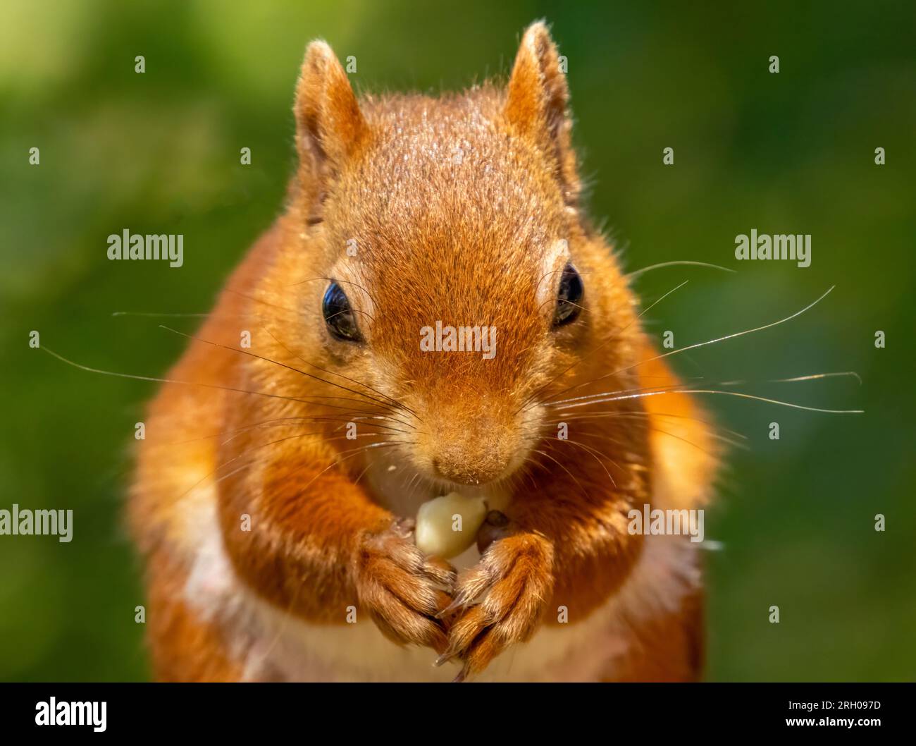 Close up portrait of a very cute and hungry little scottish red ...