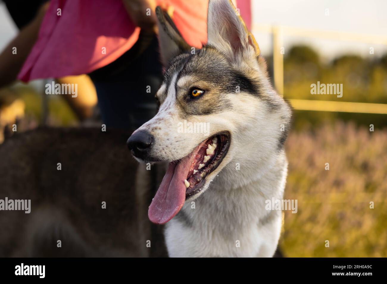 husky with tongue out Stock Photo - Alamy