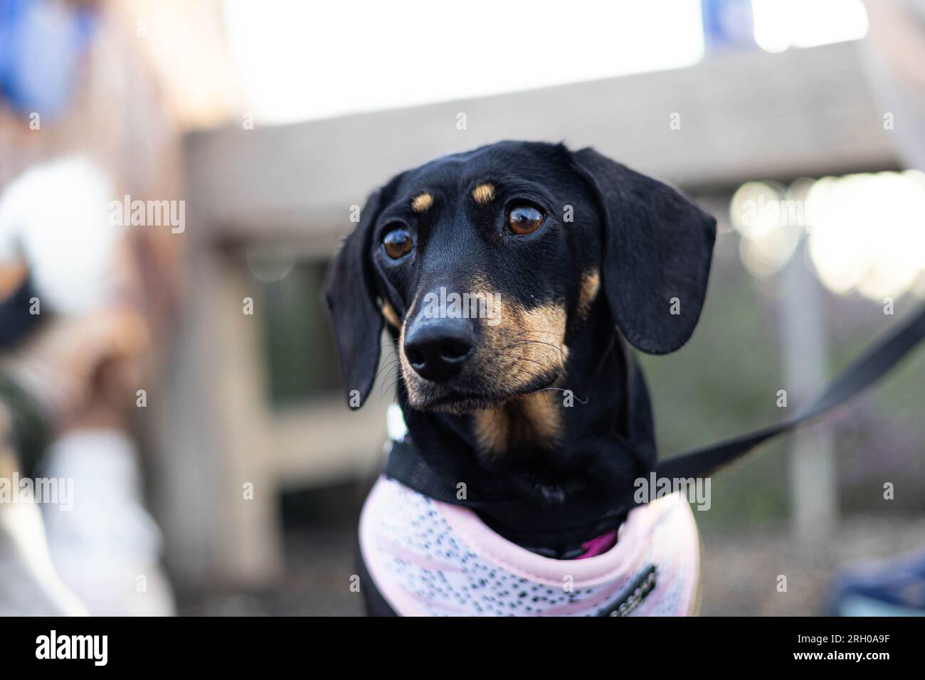 Sausage dog hi-res stock photography and images - Alamy