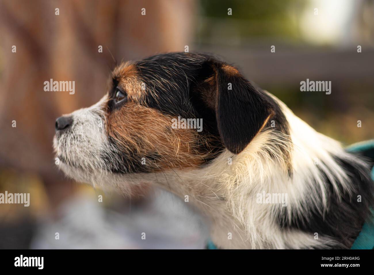 Side angle puppy hi-res stock photography and images - Alamy