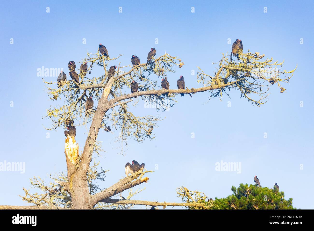 Roosting turkey vultures hi-res stock photography and images - Alamy