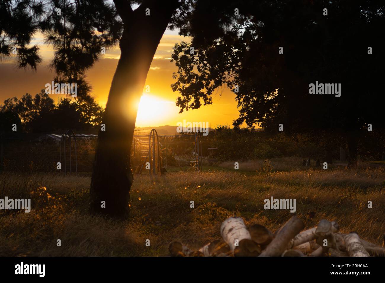 sunset with tree Stock Photo - Alamy