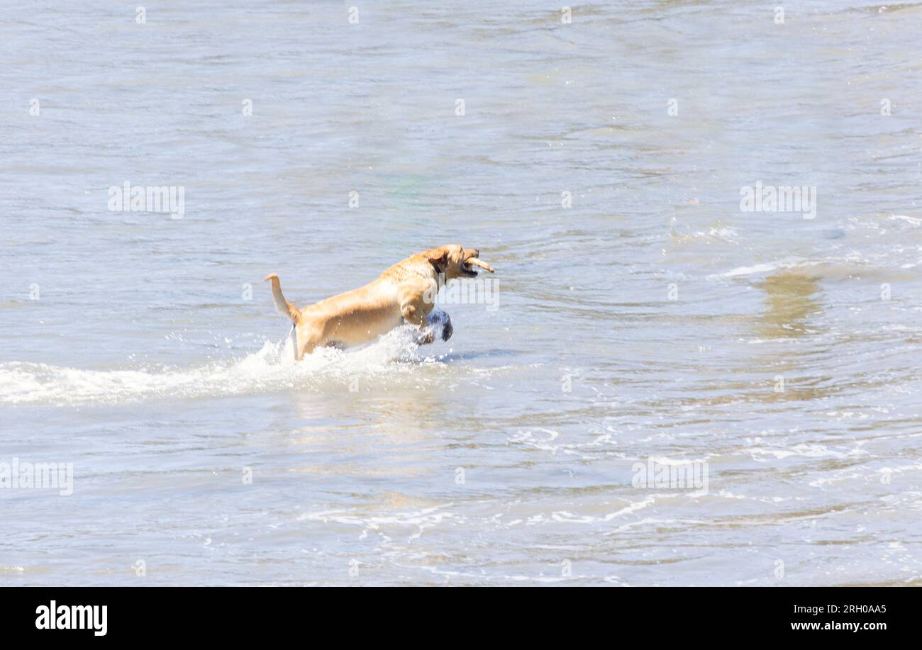 Retriever with stick hi-res stock photography and images - Alamy