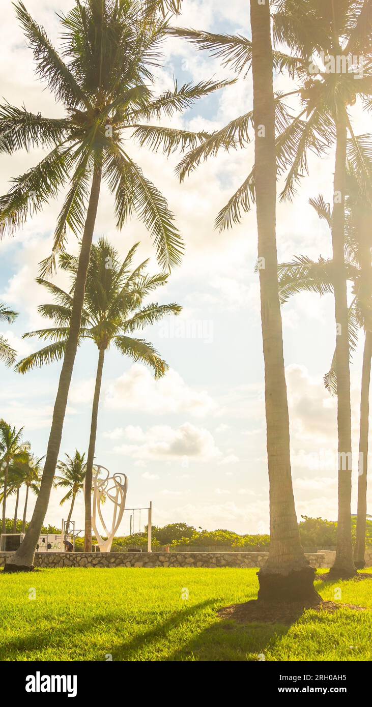 Morning in Miami south beach. Palm trees with sunlight on background ...