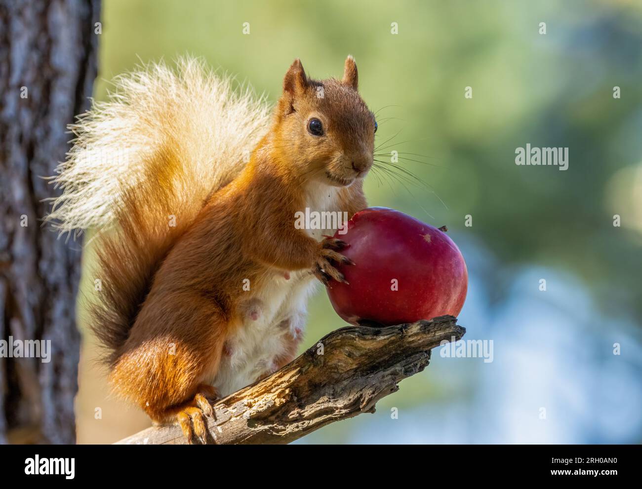 Cute little scottish red squirrel in the woodland eating a juicy red ...