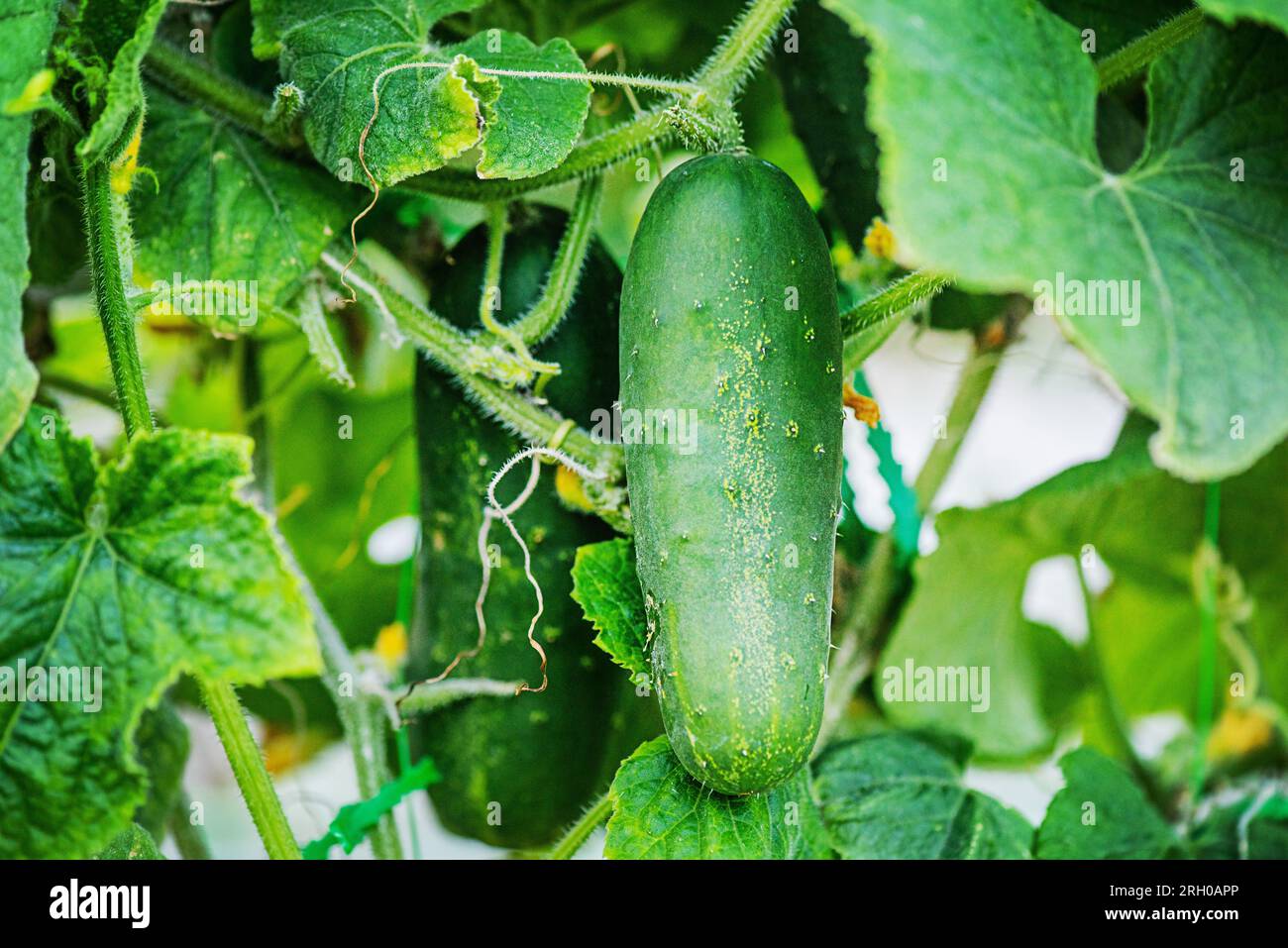 Green ripe cucumber on a twig. Harvesting, vegetables Stock Photo - Alamy