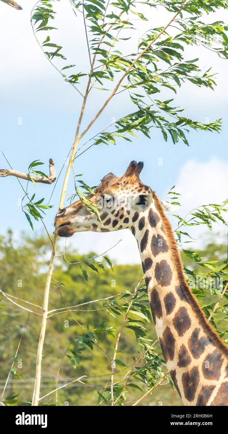 Giraffe chewing leaves hi-res stock photography and images - Alamy