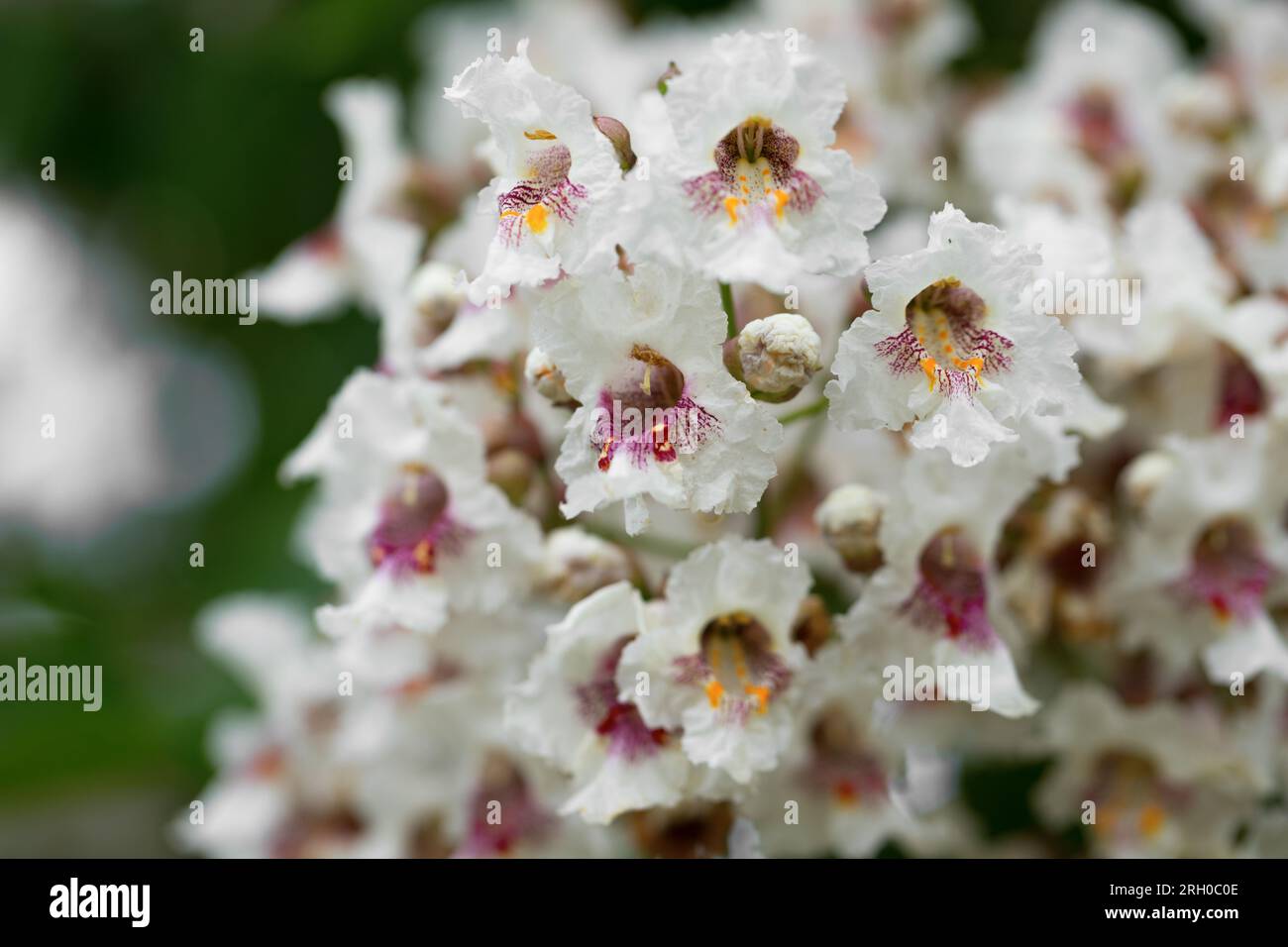 Closeup of catalpa tree blossoms in summer. Catalpa is also known as ...