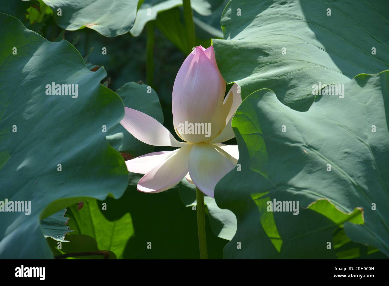 Lotus leaves in summer lotus leaves in summer lotus leaves hi-res stock ...