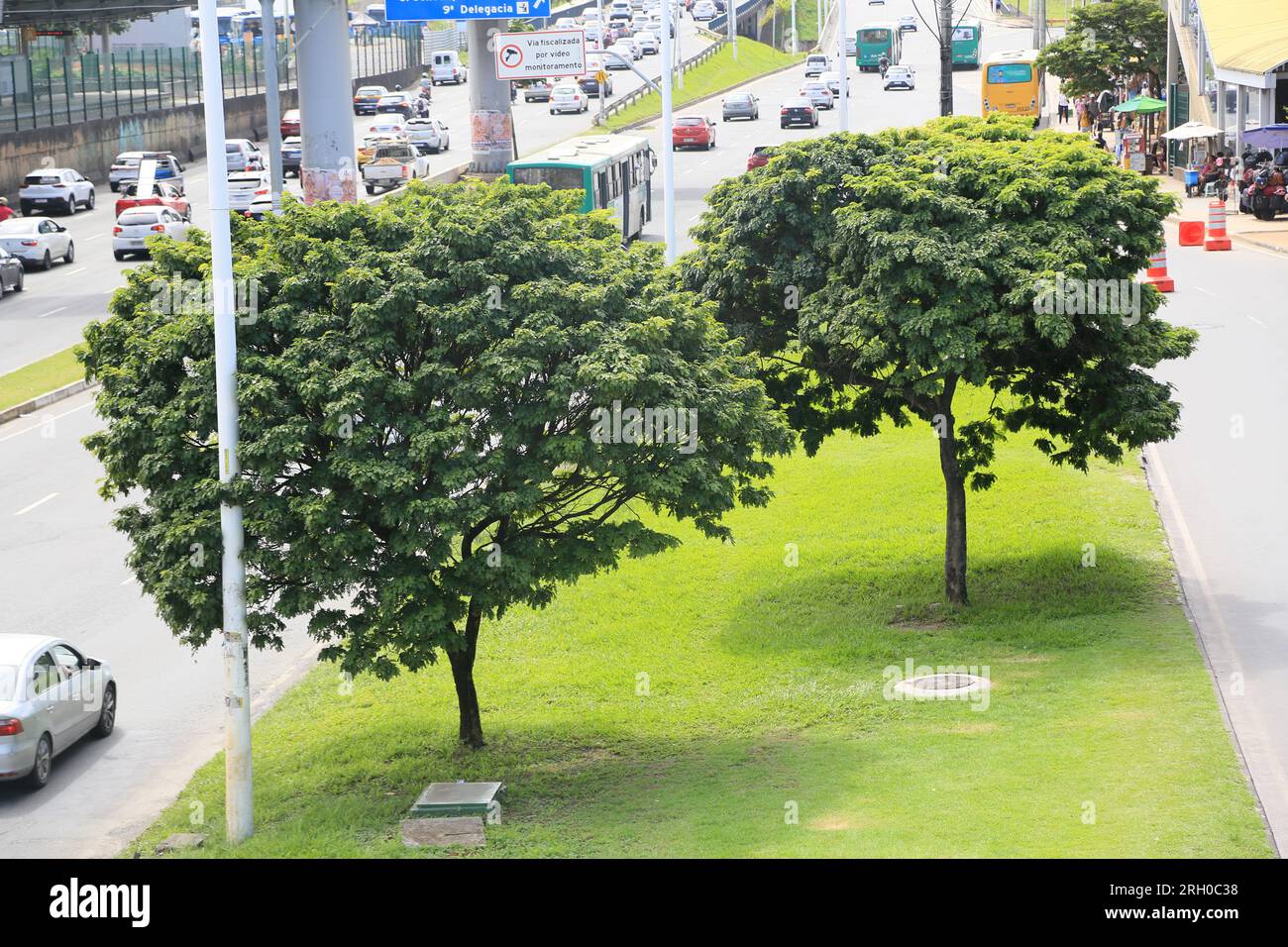 salvador, bahia, brazil - august 11, 2023: pau brasil tree ...