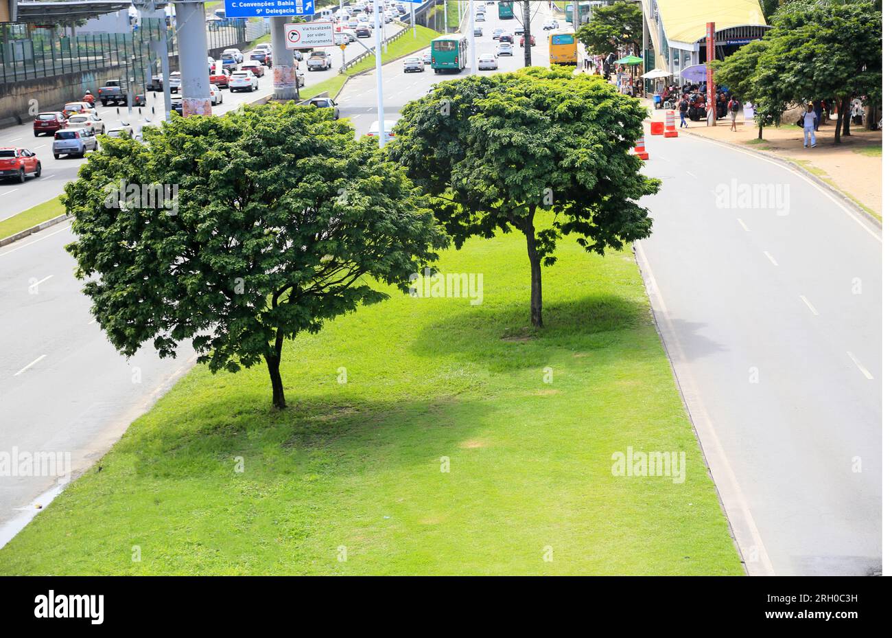 salvador, bahia, brazil - august 11, 2023: pau brasil tree ...