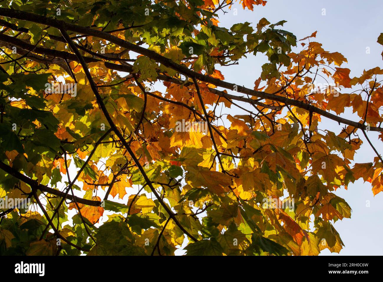 trees with orange foliage in the autumn season, sunny weather in the ...