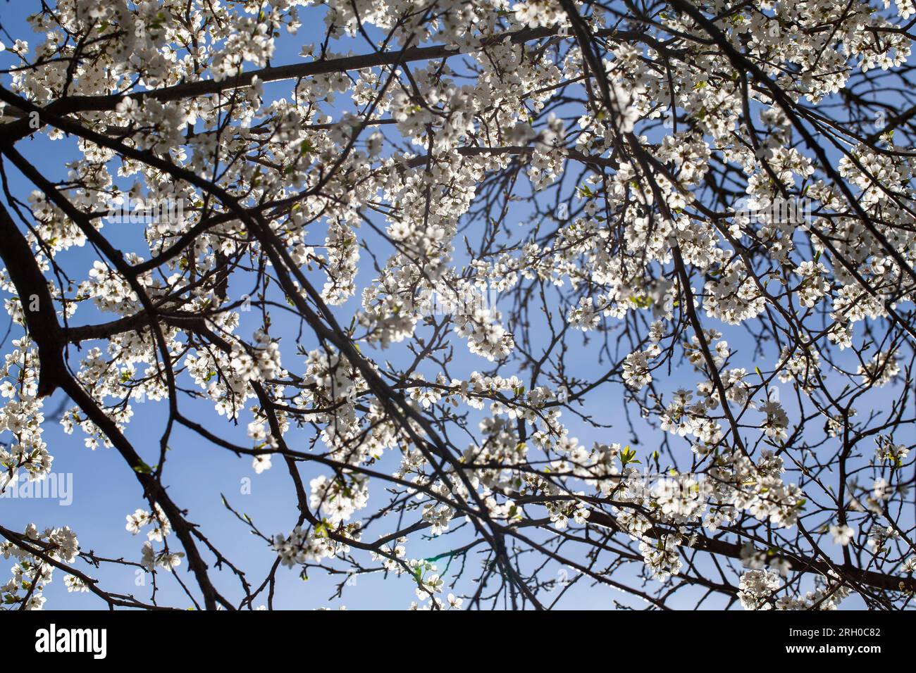 blooming fruit trees in the spring season, beautiful white flowers on ...