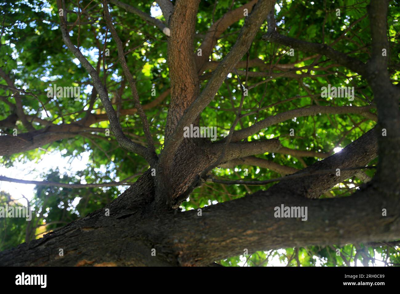 salvador, bahia, brazil - august 11, 2023: pau brasil tree ...