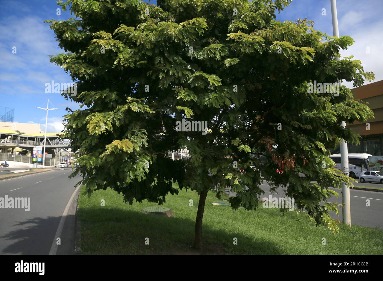 Brazilwood hi-res stock photography and images - Alamy