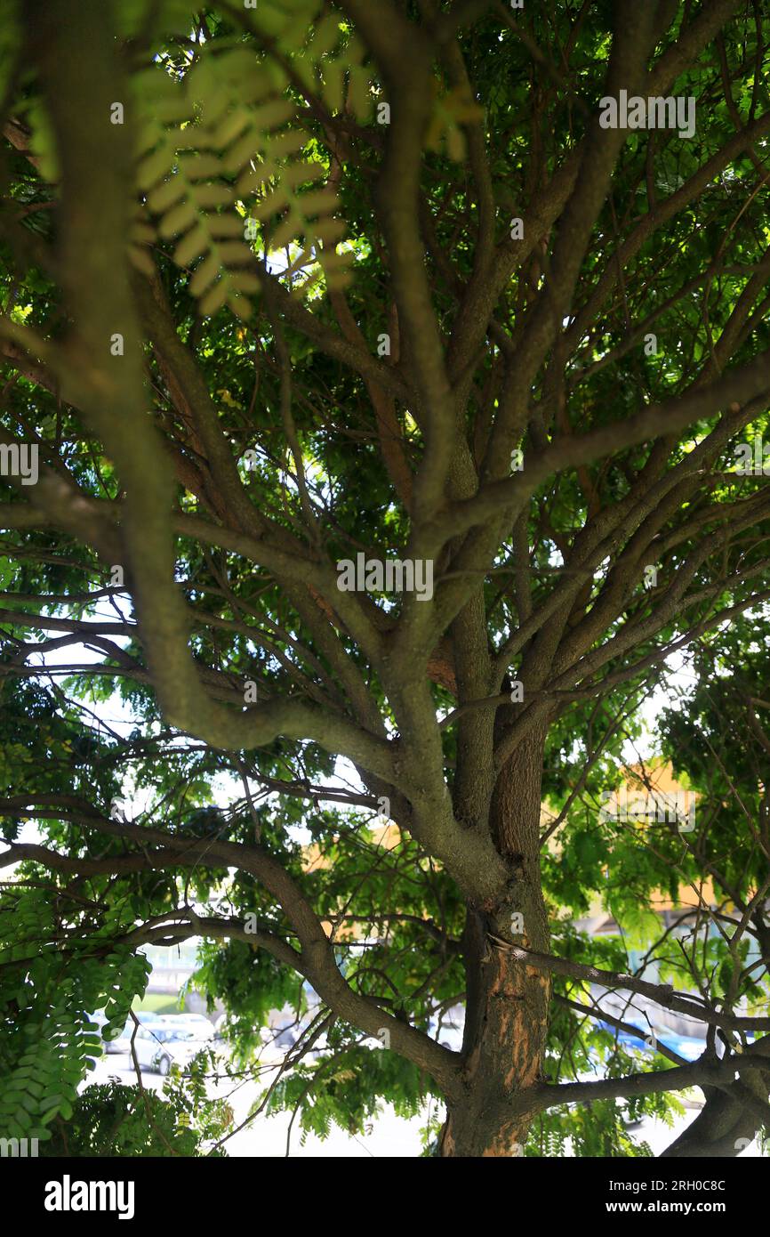 Pau brazil national park hi-res stock photography and images - Alamy